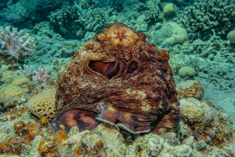 Octopus King of Camouflage in the Red Sea Stock Image - Image of israel ...