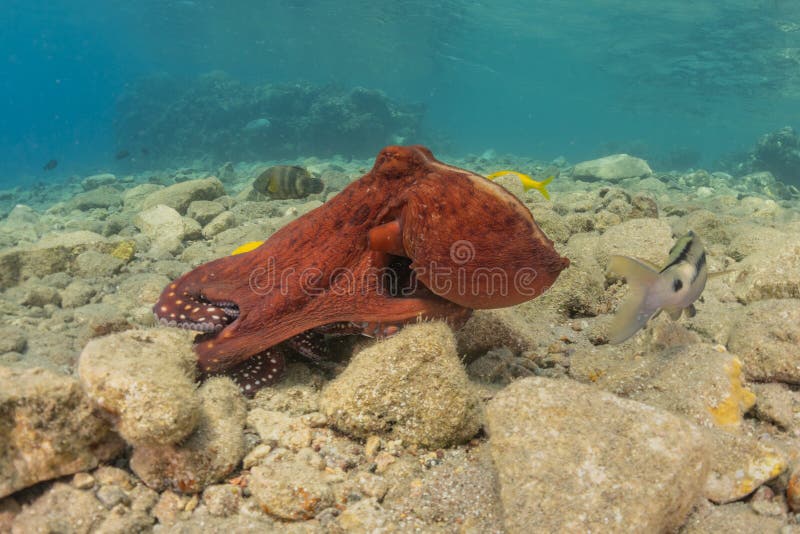 Octopus King of Camouflage in the Red Sea, Eilat Israel Stock Image ...
