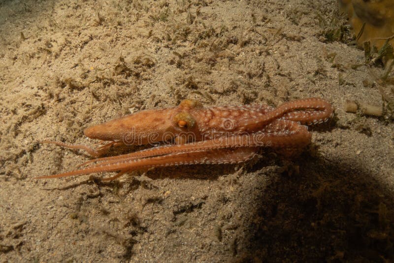 Octopus King of Camouflage in the Red Sea, Eilat Israel Stock Photo ...