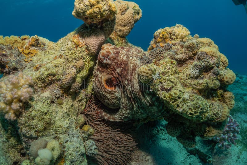 Octopus King of Camouflage in the Red Sea, Eilat Israel Stock Image ...