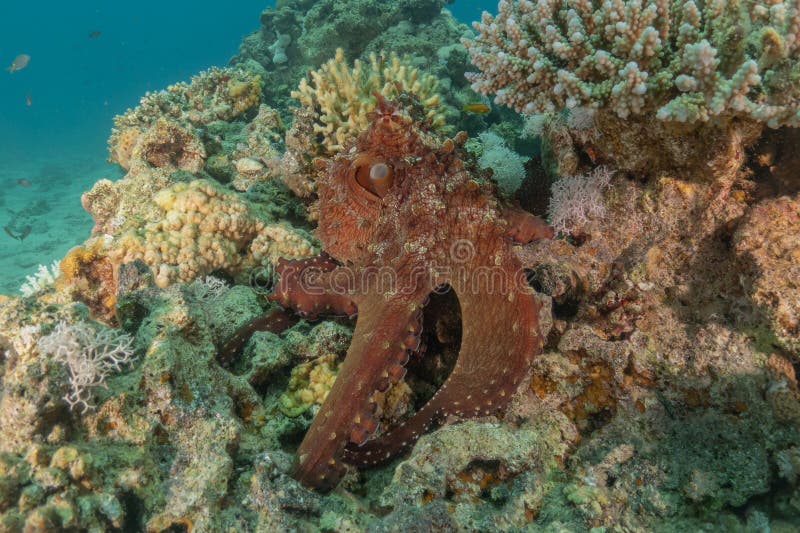 Octopus King of Camouflage in the Red Sea, Eilat Israel Stock Photo ...