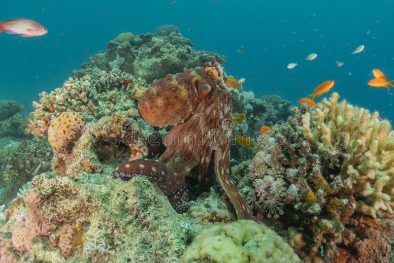 Octopus King of Camouflage in the Red Sea, Eilat Israel Stock Image ...