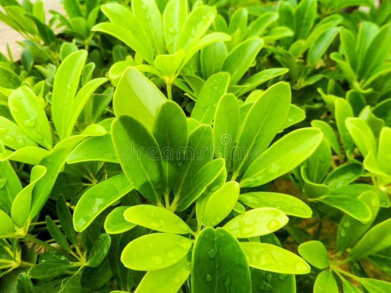 Octopus leafs stock image. Image of herbal, walk, sleep - 53372949