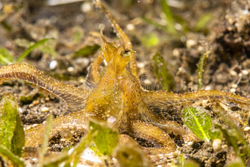 Pulpo mimético foto de archivo. Imagen de fauna, imitador - 29941932