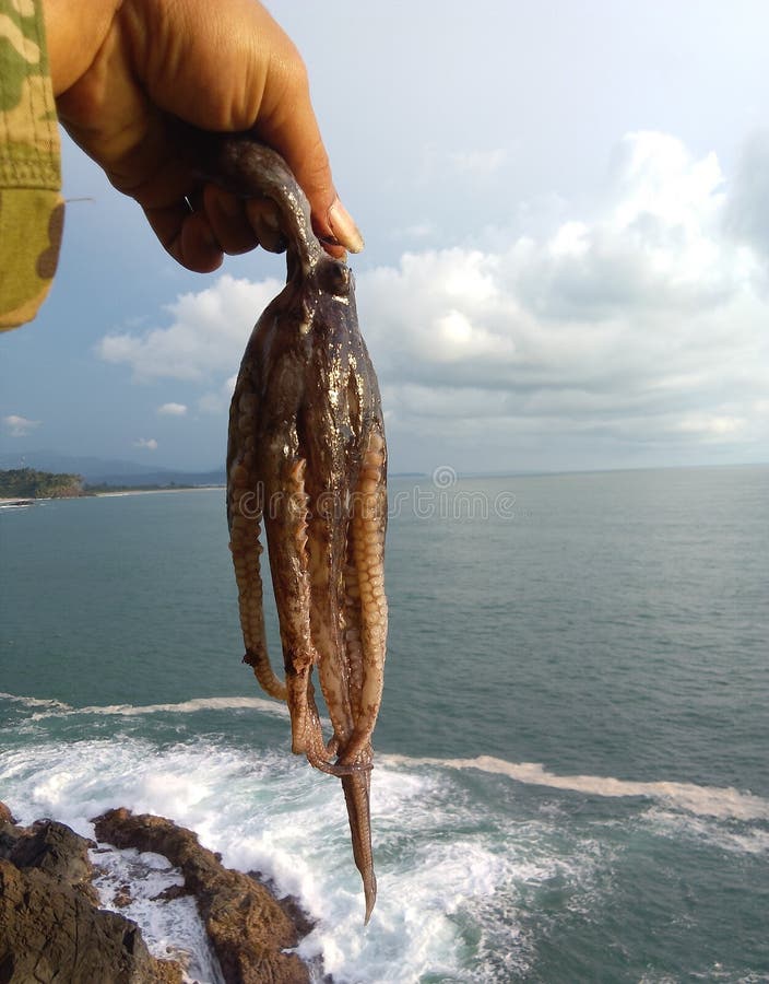 Octopus is a Marine Species that is Difficult To Catch Stock Image ...