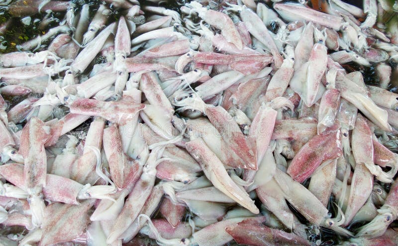 Raw Octopus at the Market stock image. Image of seasonal - 77921755