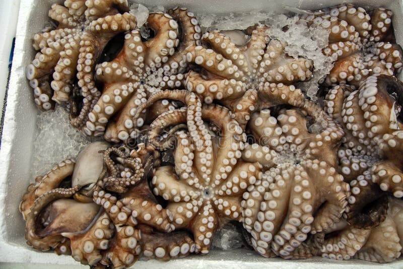 Raw Octopus at the Market stock image. Image of seasonal - 77921755