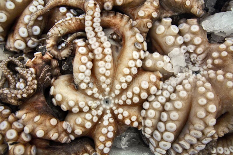 Raw Octopus at the Market stock image. Image of seasonal - 77921755