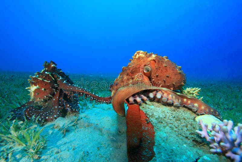 Octopus mating stock photo. Image of hard, animal, egypt - 15171688