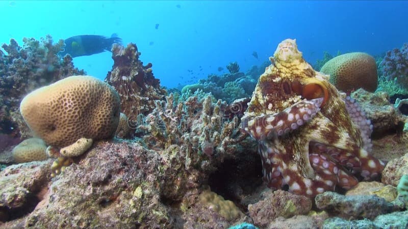 Octopus Movement in Aquarium Stock Footage - Video of exotic, animal ...