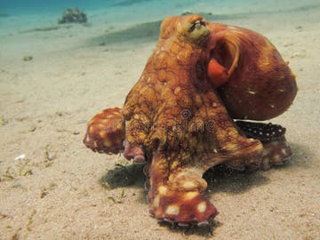 Octopus on the move stock photo. Image of dahab, fauna - 19752872