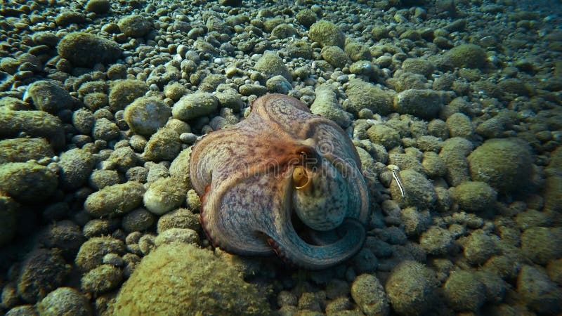 Octopus Moves on the Seabed Stock Video - Video of reef, ocean: 331453171