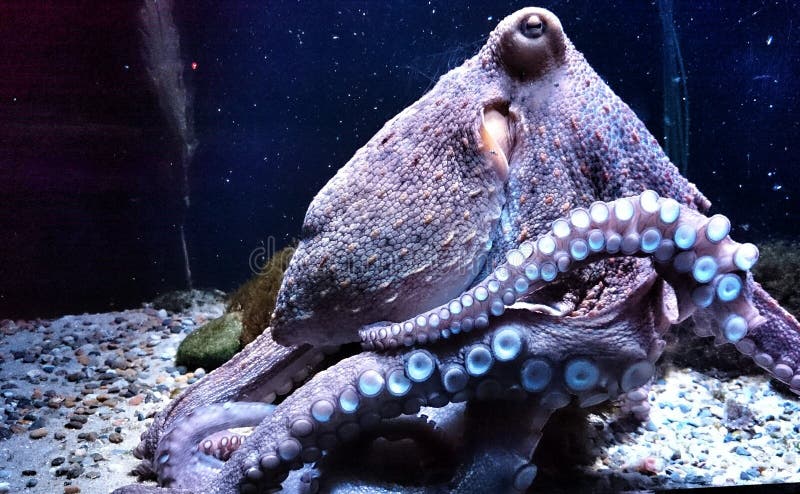 Seahorse stock photo. Image of dive, ocean, moravia, adventure - 10414786