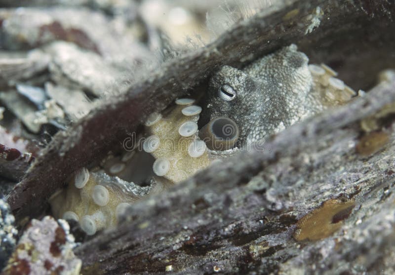 Octopus stock image. Image of octopus, peeking, ordinary - 54590899