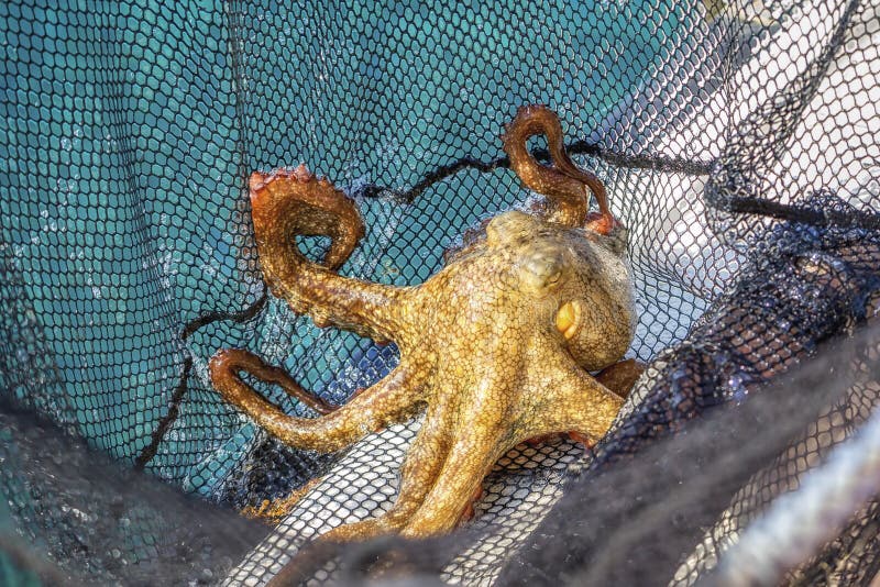 Octopus in net stock image. Image of color, homemade - 59684755