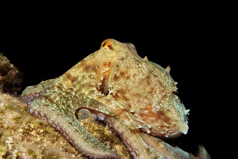 Octopus Underwater Stock Photos - Download 4,756 Royalty Free Photos