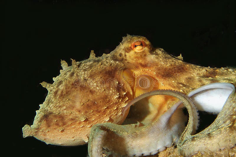 Octopus Underwater Stock Photos - Download 4,756 Royalty Free Photos