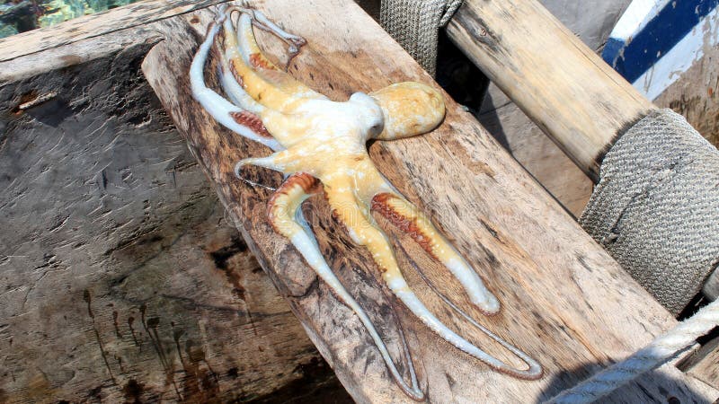 Scary Giant Octopus Stock Photos - Free & Royalty-Free Stock Photos ...