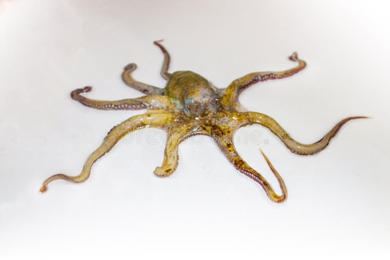 Octopus, octopod, polyp stock image. Image of lime, plate - 94319483