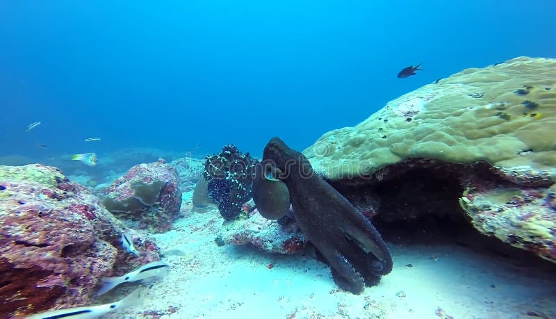 Octopus from the Pacific Ocean at Great Depth. Stock Photo - Image of ...
