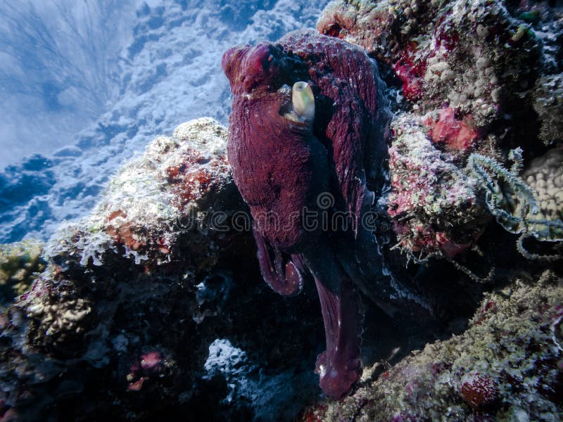 Octopus Painted in Maroon Color and Walks on the Bottom of the Indian ...