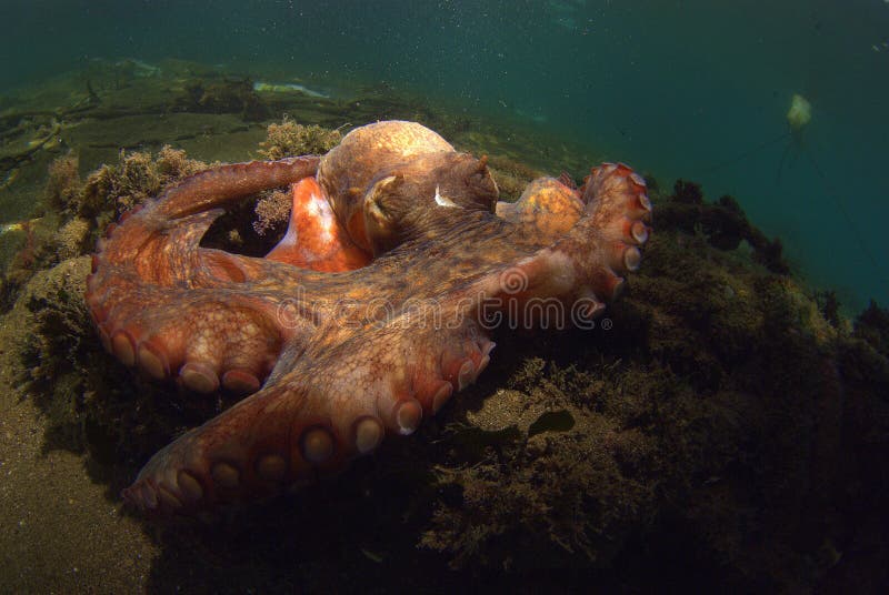The octopus stock photo. Image of echinoderms, biology - 80488636