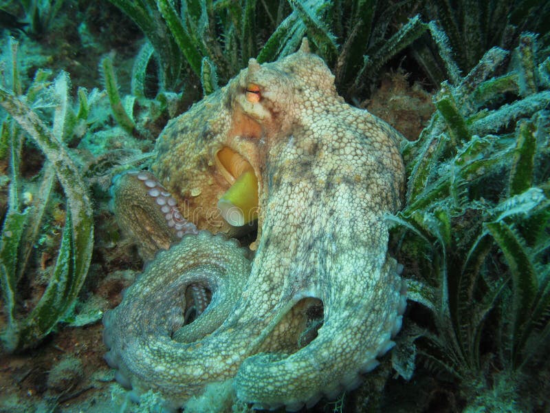 Octopus and sun stock photo. Image of marine, subacquatic - 16191828