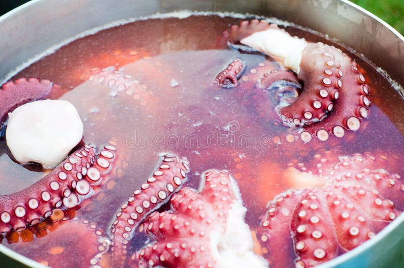 Octopus stock photo. Image of galicia, seafood, octopod - 30936718