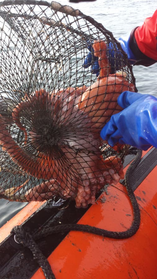 Octopus in prawn net stock image. Image of travel, holiday - 48715841
