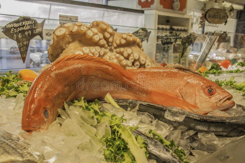 Octopus and red fish stock image. Image of stand, montreal - 35258547
