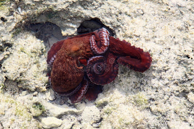 Octopus red stock image. Image of natural, blue, freshness - 43354413