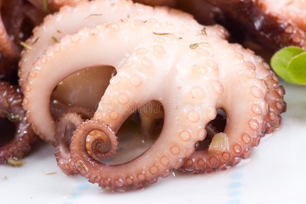 Octopus in red wine stock photo. Image of dinner, octopuses - 4726194