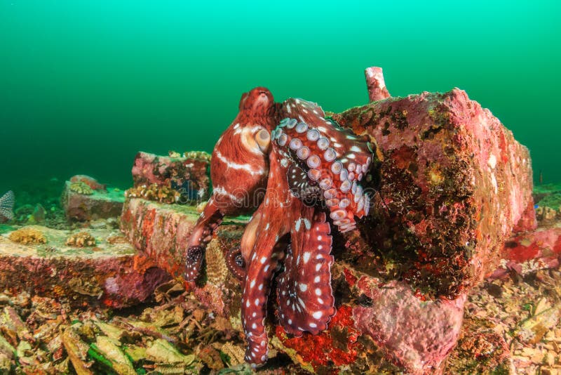 Octopus on a Reef during an Algae Bloom Stock Photo - Image of color ...