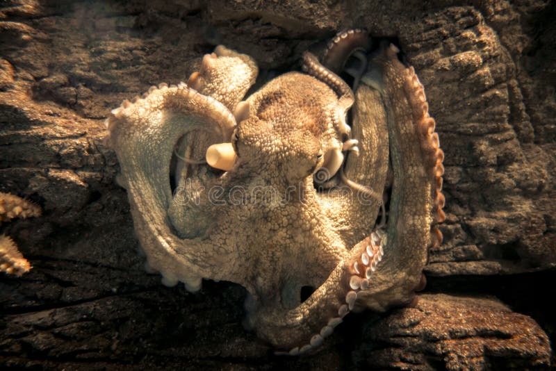 Octopus on a rock stock photo. Image of natural, seafood - 262444534