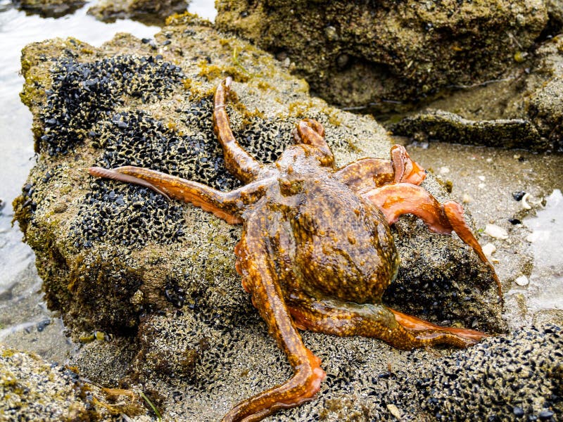 Octopus in rock pool stock photo. Image of creepy, sealife - 263480632