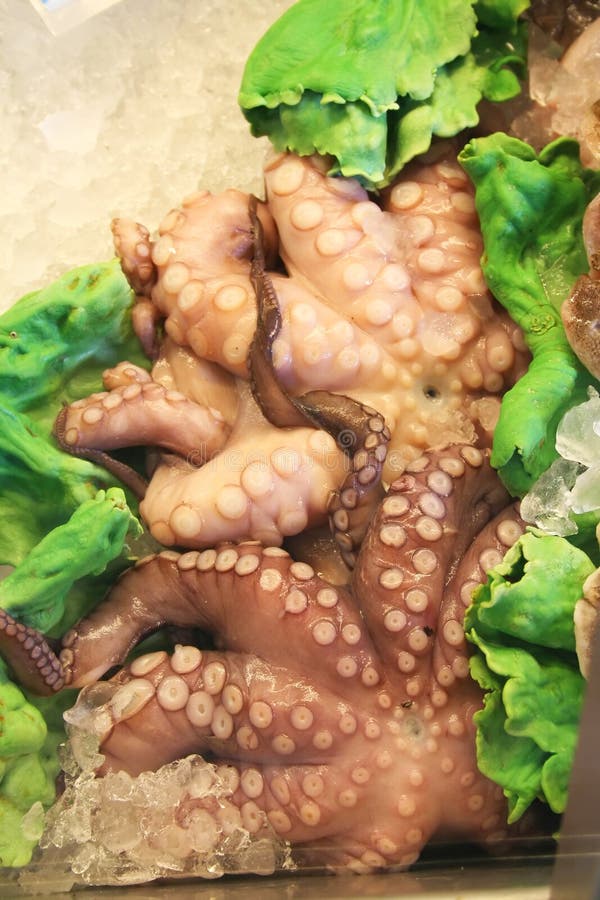 Octopus on display stock photo. Image of pink, fresh - 38774216