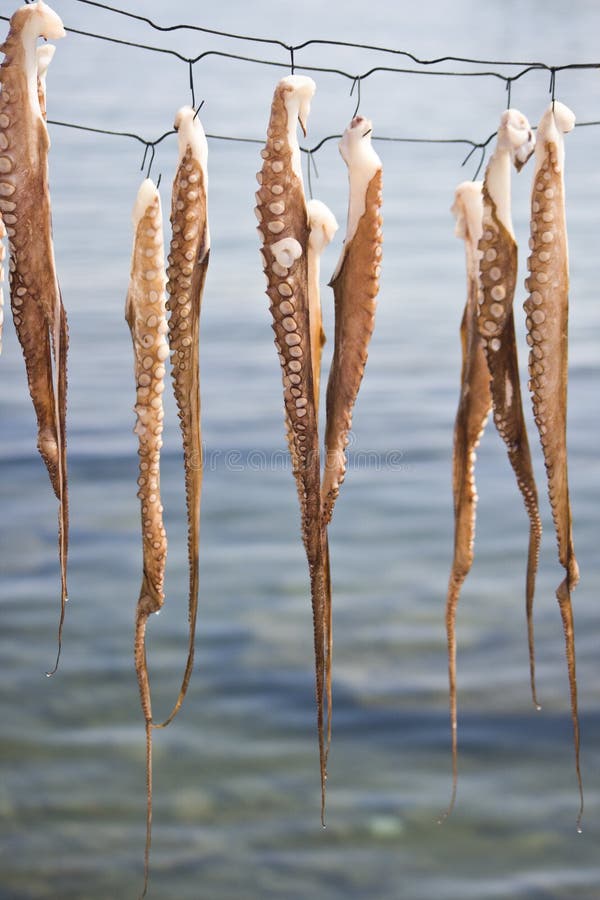 Octopus set to dry stock image. Image of gourmet, creature - 16575283