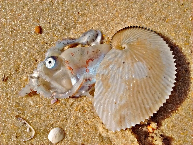 Octopus stock photo. Image of marinelife, tentacles, shell - 96581322