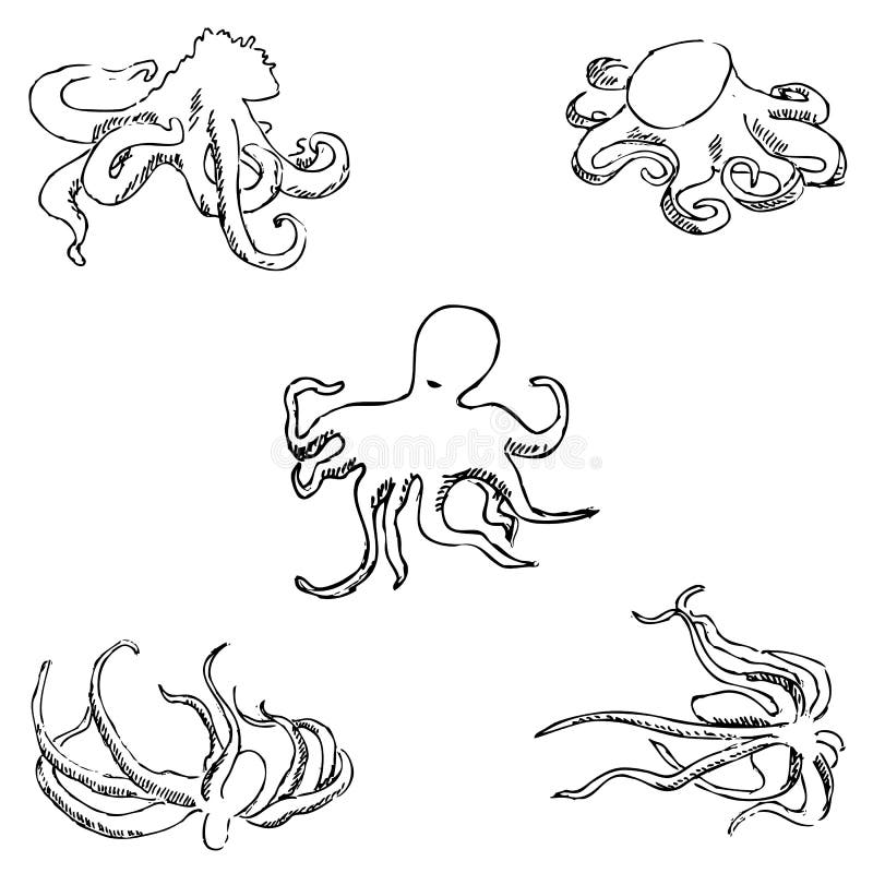 Octopus. a sketch by hand stock vector. Illustration of nature - 82877908