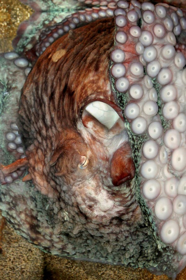 Sleeping Octopus stock photo. Image of exotic, devilfish - 22185996