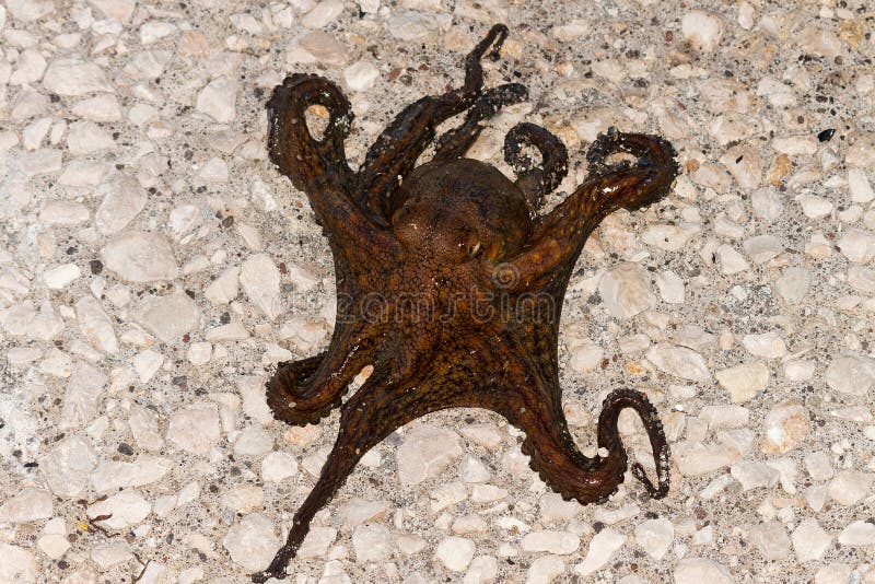 An octopus in a rock pool stock image. Image of chromatophore - 9958643