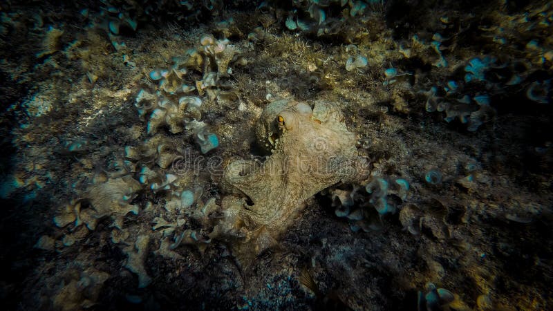 An Octopus Standing on the Seabed of Rocks and Algae with Direct ...