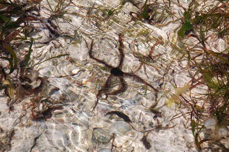 Octopus, Starfish at Low Tide in Zanzibar, Indian Ocean Stock Image ...
