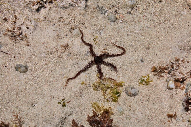Octopus, Starfish at Low Tide in Zanzibar, Indian Ocean Stock Image ...