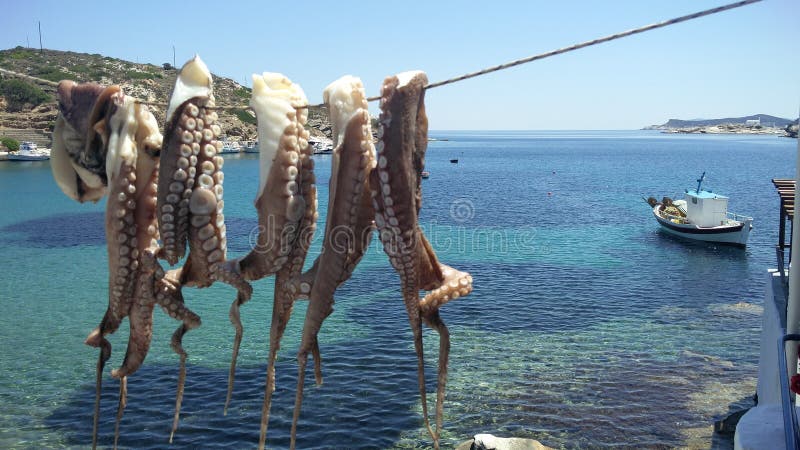 Octopus in the sun stock photo. Image of blue, summer - 102890608