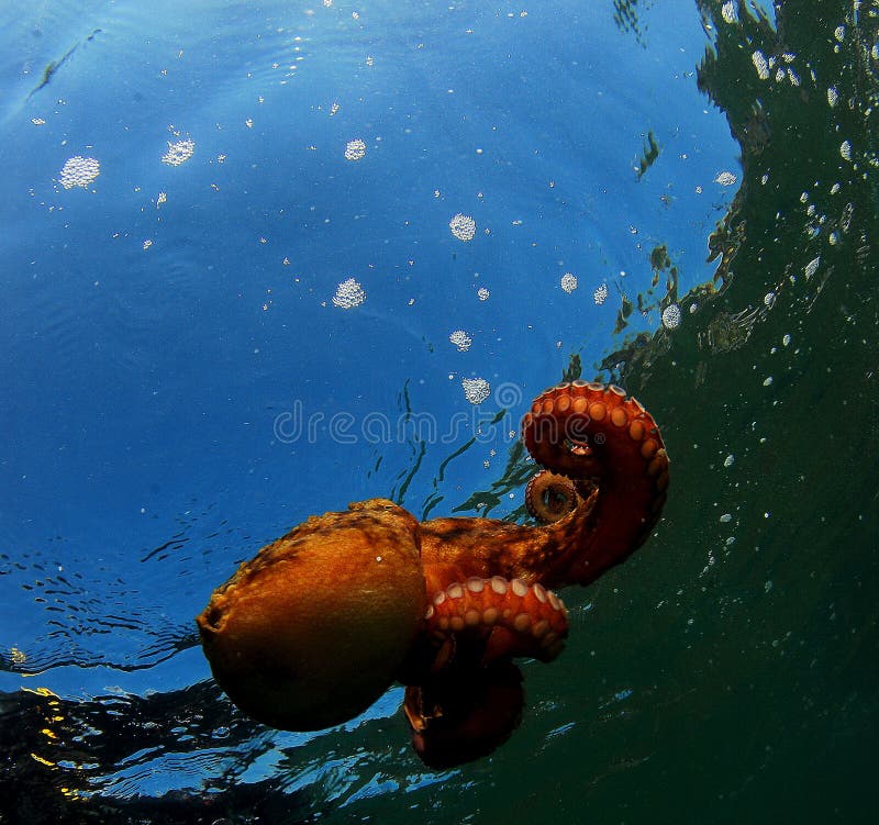 The octopus stock image. Image of close, biology, hermit - 71811245