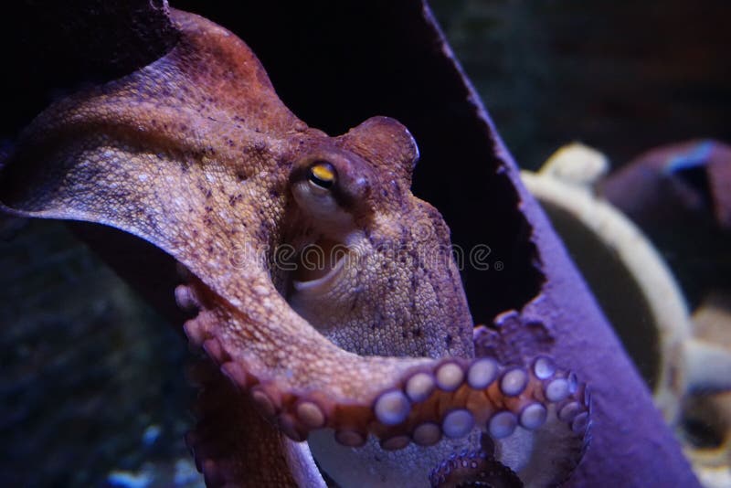An Octopus Swimming Under the Water Stock Photo - Image of water ...
