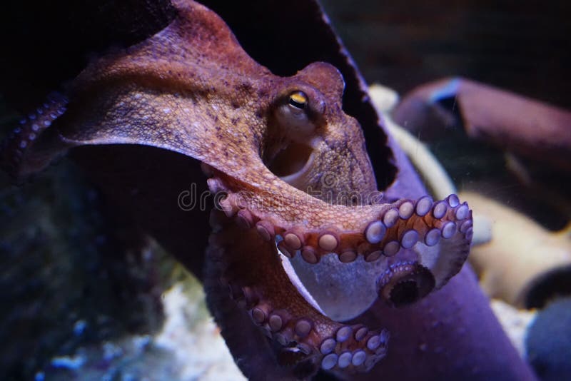 An Octopus Swimming Under the Water Stock Photo - Image of ocean, fish ...