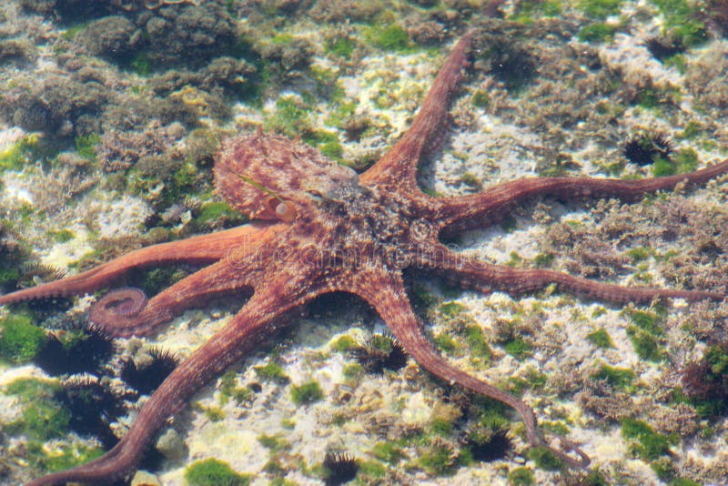 Octopus Underwater Stock Photos - Download 4,756 Royalty Free Photos