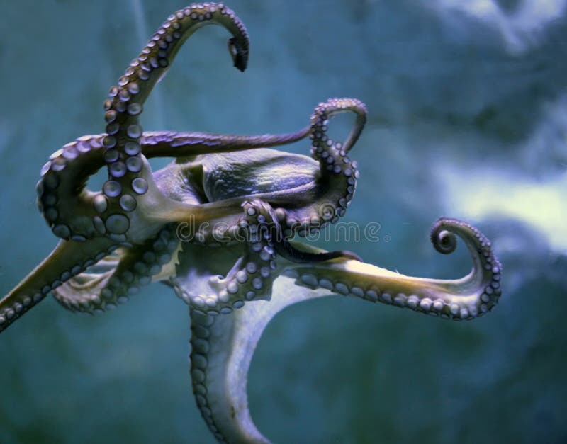 Ethereal Octopus from the Depth (Octopus Vulgari) Stock Image - Image ...